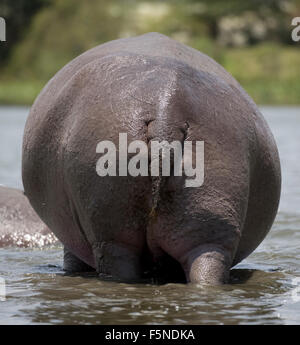 Hippopotamus Tail Stock Photo: 67521476 - Alamy