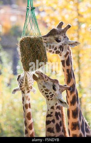Three giraffes eating hay from feeder at zoo Stock Photo - Alamy