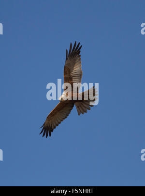 Marsh Harrier - In flight Stock Photo - Alamy