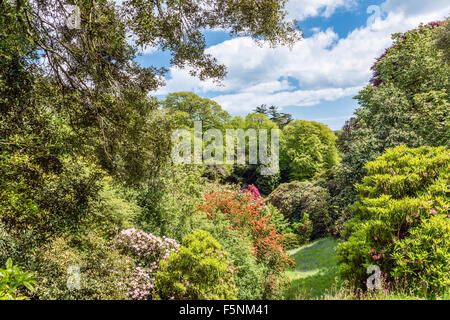 Subtropical Bamboo Garden at the center of Trebah Garden, Cornwall ...