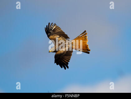 Red Kite, Gigrin Farm, Powys Stock Photo - Alamy