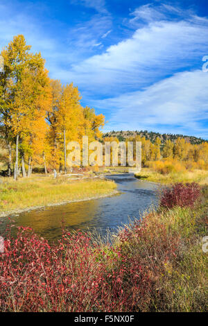 fall colors along the little blackfoot river near avon, montana Stock ...