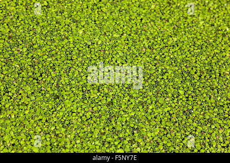 Duckweed plants on the water surface Stock Photo - Alamy
