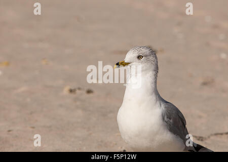 Seagull striking the pose Stock Photo - Alamy