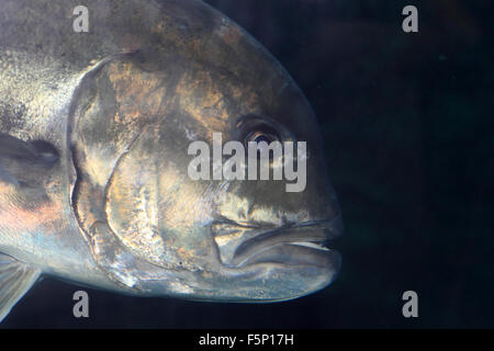 Giant Trevally Caranx ignobilis in Komodo National Park Indonesia Stock ...