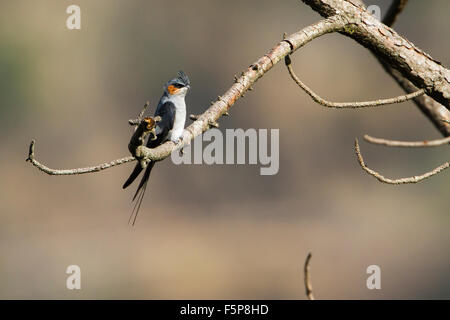 Crested Treeswift specie Hemiprocne coronata Stock Photo - Alamy