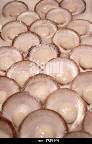 Fresh Australian Shell Scallops, Sydney Fish Market, Sydney, New South ...
