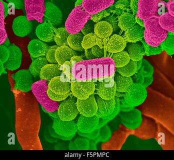 Oral bacteria. Coloured scanning electron micrograph (SEM) of mixed ...