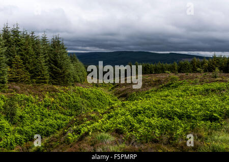 Kielder Forest Park, Northumberland, England Stock Photo: 29396278 - Alamy