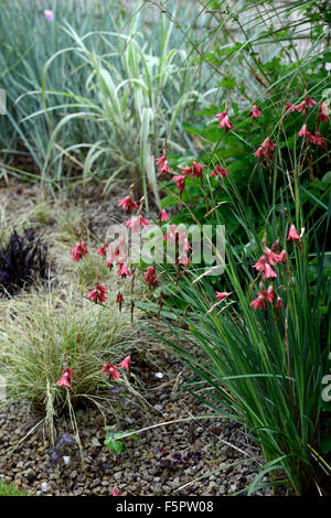 dierama pulcherrimum red flowers flower perennials cascading arching ...