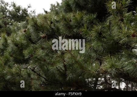 pinus tabulaeformis carr Southern Chinese pine red pine evergreen tree ...