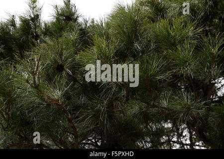 pinus tabulaeformis carr Southern Chinese pine red pine evergreen tree ...