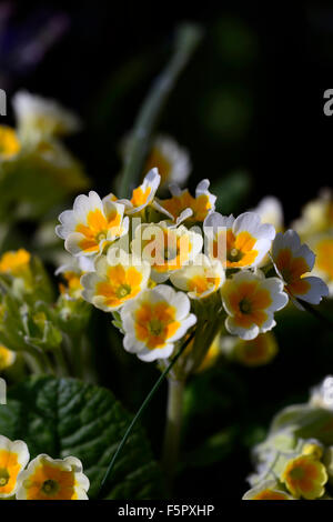Primula 'Lime with Orange' Stock Photo - Alamy