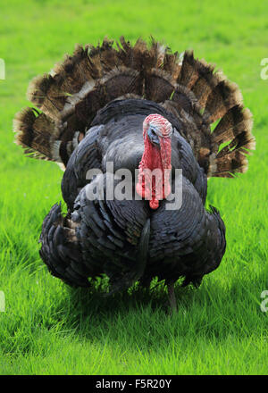 A beautiful Turkey, having its feathers all fanned out Stock Photo - Alamy