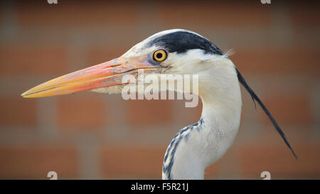 A closeup shot of a Gray Heron on a tree branches Stock Photo - Alamy