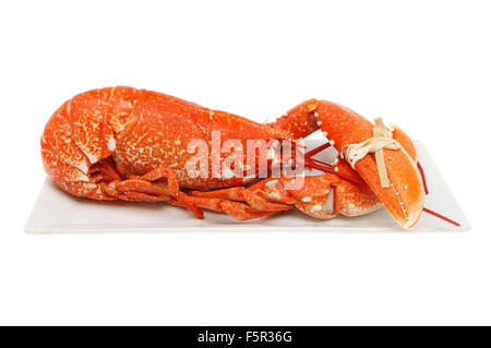 Cooked lobster on a rectangular plate isolated against white Stock ...