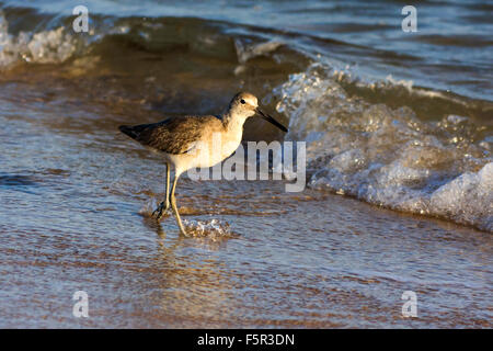Willet fishing in Sea of Cortez. Winter plumage Stock Photo - Alamy