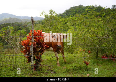 Cow at a pasture in the mountains of Cayey, Puerto Rico. USA territory ...