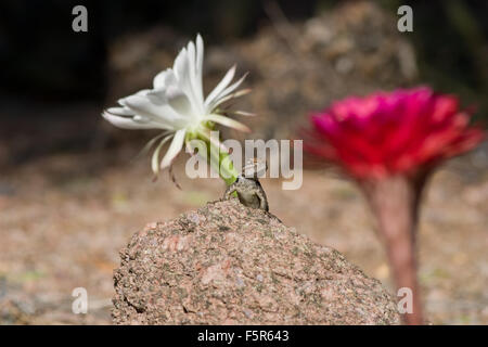 A lizard on a rock from behind leaves Stock Photo - Alamy