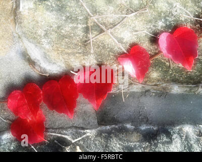 Red Heart-Shaped Ivy in Fall, USA Stock Photo - Alamy