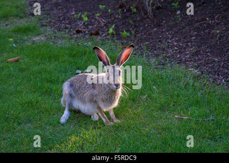 White-tailed jackrabbit (Lepus townsendii) camouflaged in its winter ...