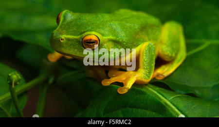 small green frog sitting in a rubber boot in the garden Stock Photo - Alamy