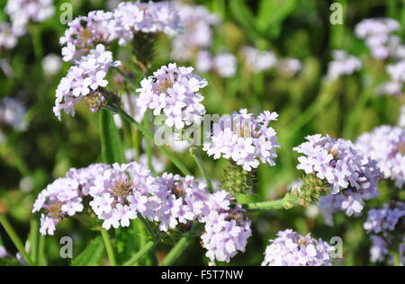 Slender Vervain (Verbena rigida Stock Photo - Alamy