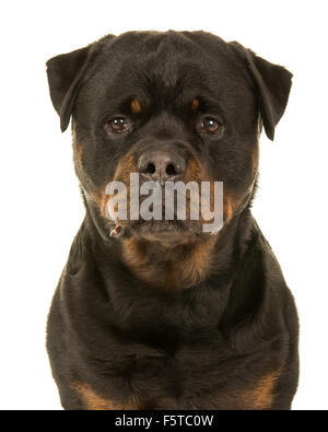male rottweiler portrait Stock Photo - Alamy