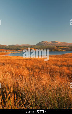 Loch Buidhe on Rannoch Moor, Scotland Stock Photo - Alamy