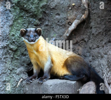 Yellow-throated marten (Martes flavigula) walking in snow Stock Photo ...
