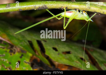 A female conehead katydid with a very long ovopositor, Ecuador Stock ...