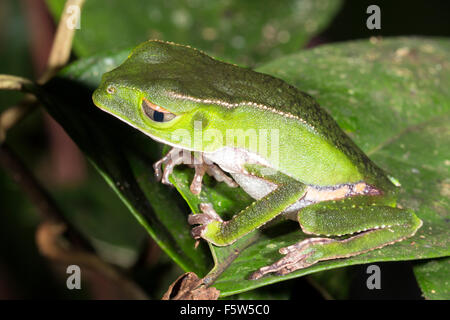 white-lined leaf frog (Phyllomedusa vaillantii) from the Amazon ...