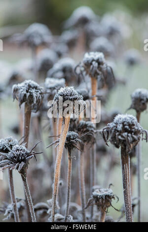 Dry echinacea in frost Stock Photo - Alamy