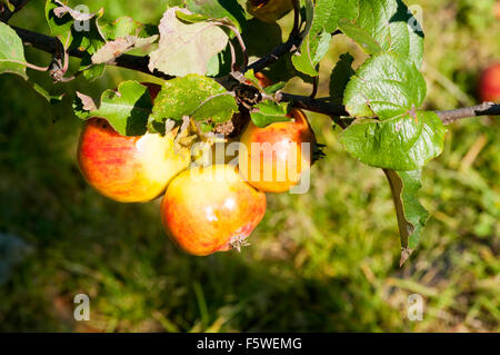 Apples, Malus domestica 'Newton Wonder’ Stock Photo - Alamy