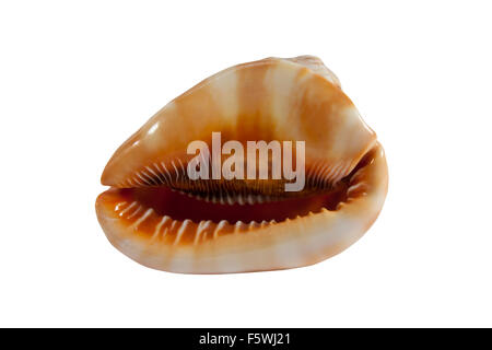 empty shell of cowrie isolated on white background Stock Photo - Alamy