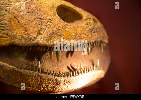 Fossil jaw bone with teeth of dinosaur Tyrannosaurus maxilla Stock ...