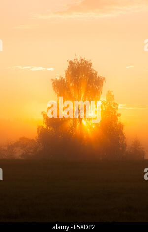 Sunbeams shine through the misty branches of a tree on a Fall (Autumn ...