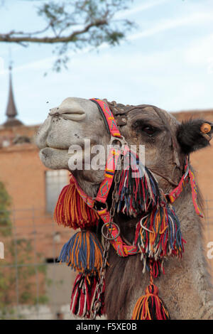 outdoor cute camel during the celebration of a medieval festival Stock ...