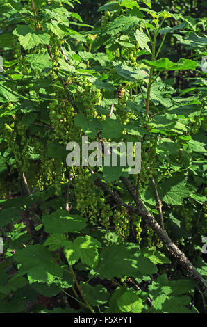 Rows of currant bush on the agricultural field. Currant bushes planted ...