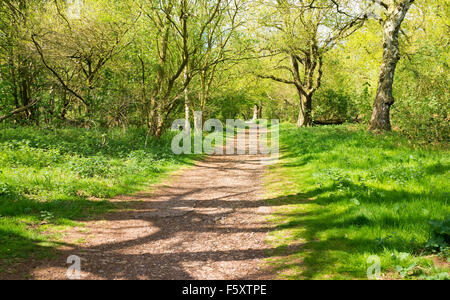 Nottingham Forest, Robin Hood Country, Oak, Great Oak, Nottingham ...