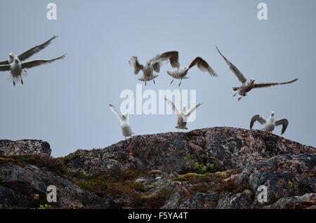 huge seagull flock taking off from mountain top Stock Photo - Alamy