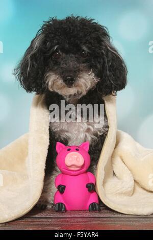 two Bolonka Zwetna toy dogs, bichon, Germany Stock Photo - Alamy