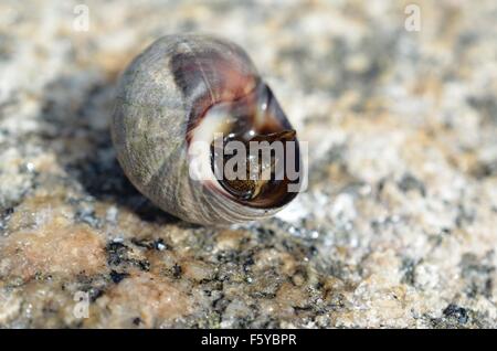 small snail coming out from its snailhouse on a sea shore rock in ...