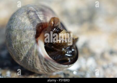 small snail coming out from its snailhouse on a sea shore rock in ...