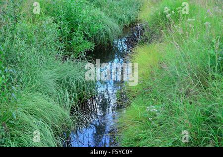 long drainage ditch canal in summer surrounded by thick and long green ...