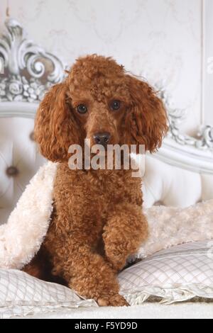 Miniature Poodle in bed Stock Photo - Alamy