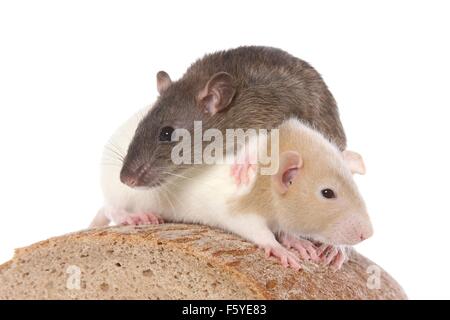2 fancy rats Stock Photo - Alamy