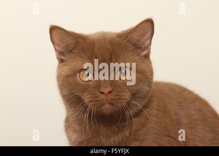 A brown british shorthair male Stock Photo - Alamy