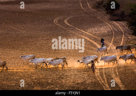 Group of cow walking on dusty road, Bagan, Myanmar Stock Photo - Alamy