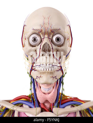 medical accurate illustration of the head anatomy Stock Photo - Alamy